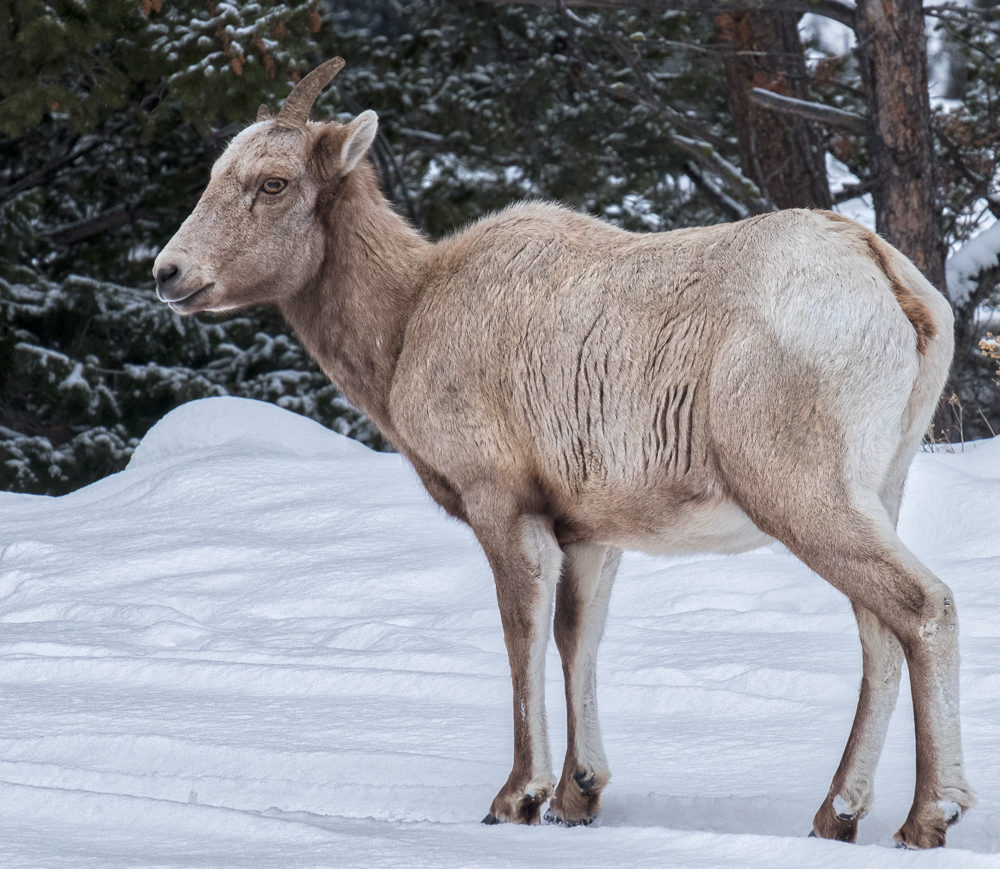 Grandma Bighorn, a Sweet Goodbye - Wilderness Walks