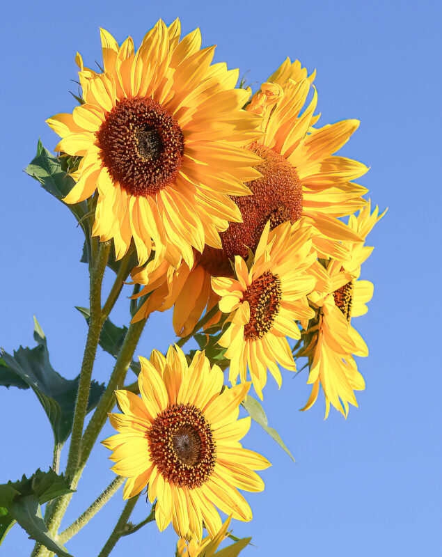 An August Yellow Wonderland - Wilderness Walks